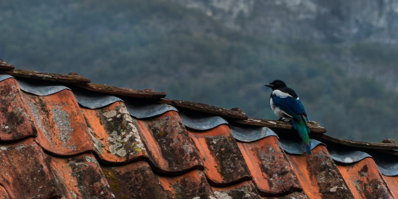 How to Stop Birds Nesting Under Roof Tiles | Roofing Megastore